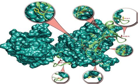 3d Structure Of Sbds Protein Showing The Six Disease Causing Mutations