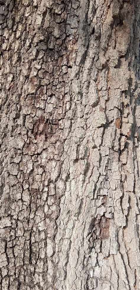 Tree Trunk Free Photo On Pixabay Pixabay