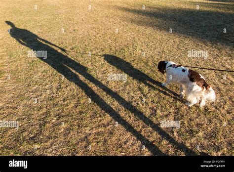 A Dog Walker And His Pet Cocker Spaniels Shadows On Parched Grass In A