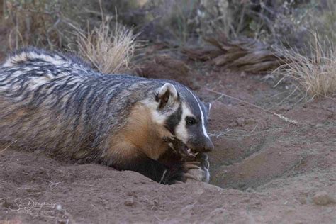 Think Wild Releases Two Orphaned Badger Cubs Back To The Wild Think Wild Wildlife Hospital