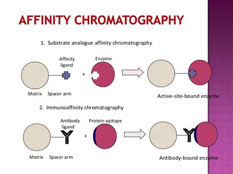 Affinity Chromatography Enzyme Activity At Jerry Saffold Blog