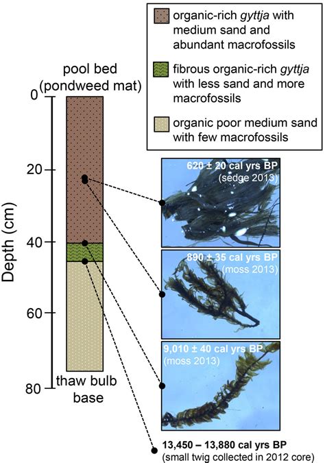 Diagram Of Generalized Sediment Core Stratigraphy From A Large Pool In