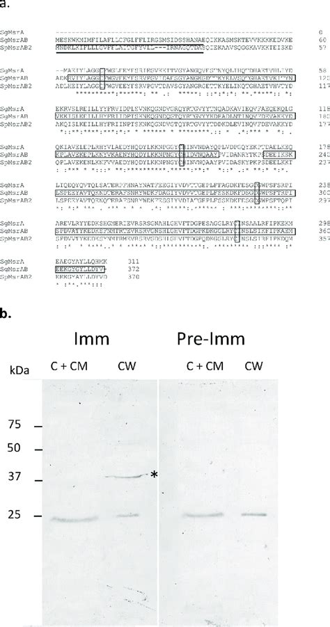 sequence alignment of msrab msra and msrab2 and cellular localization