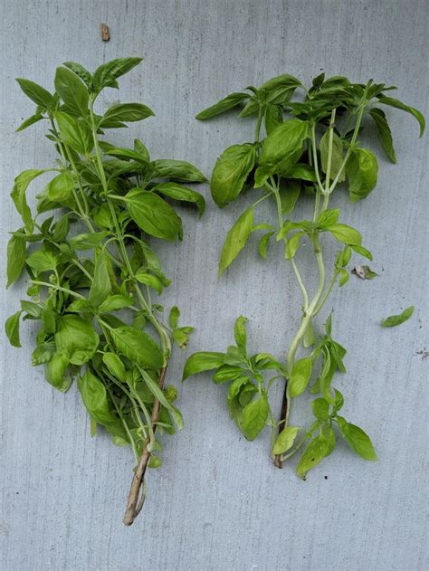 Diseased Basil Over Watering And Root Rot
