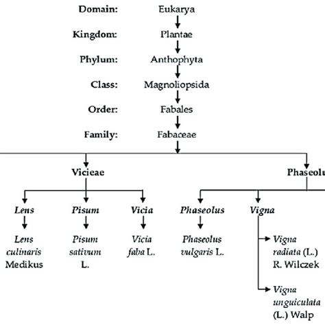 A Summary Of A Taxonomic Classification Scheme Highlighting The Download Scientific Diagram