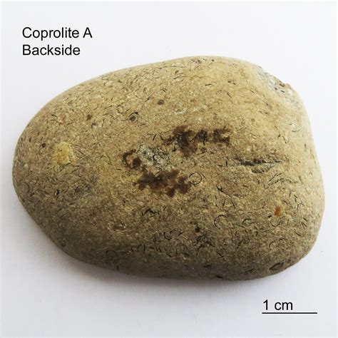 Calling All Cephalopod Experts Are These Beaks Fossil Id The