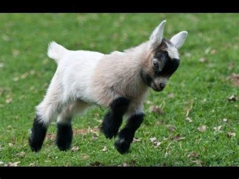 Cute Baby Goats Compilation Djurungar Sötaste djuren Gulliga djurungar
