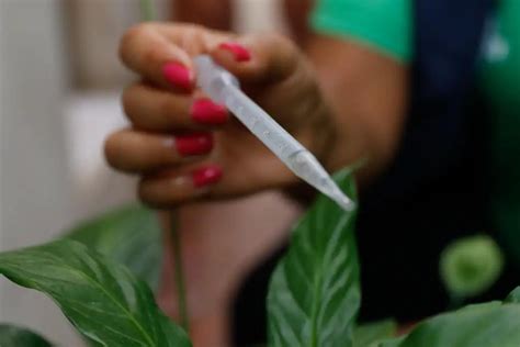 Cidades em epidemia de dengue intensificam medidas de prevenção