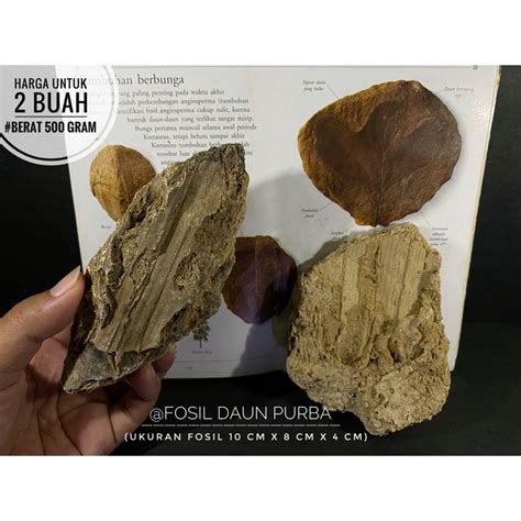 Jual Bongkahan Fosil Daun Bambu Purba E2 Atau Fosil Tumbuhan Jurasic