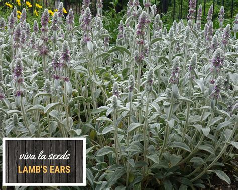 Lambs Ears 50 Seeds Medicinal Herb Non Gmo Etsy