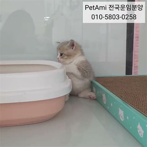 광교고양이분양 브리티쉬숏헤어분양 Youtube