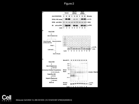 The TRAF6 Ubiquitin Ligase And TAK1 Kinase Mediate IKK Activation By