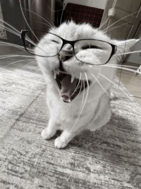 мили котик в 2025 г Милые котики Белые пушистые котята Котята