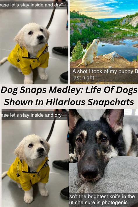 Dog Snaps Medley Life Of Dogs Shown In Hilarious Snapchats Artofit