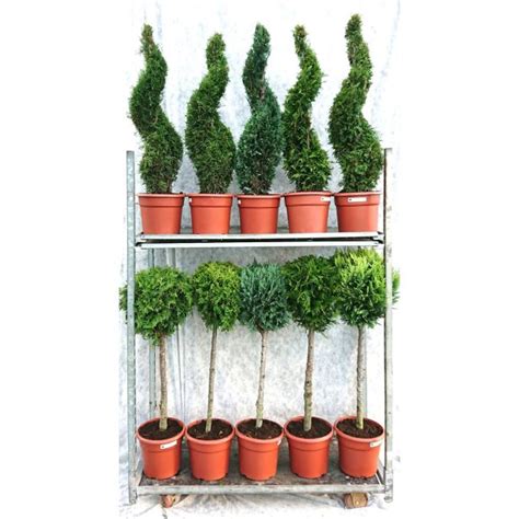 Zimzeleni Mix Na Steblu Merkursi