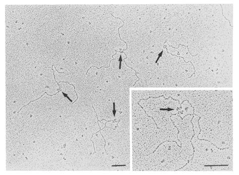 Electron Micrograph After Rotary Shadowing Of Antibody Id2 Interacting