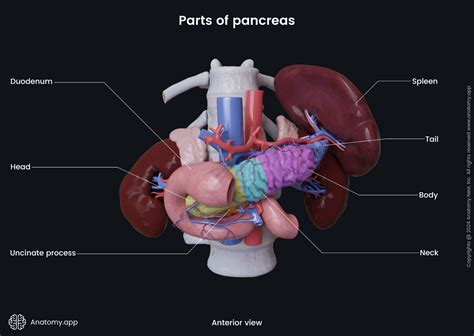 Pancreas Anatomy App