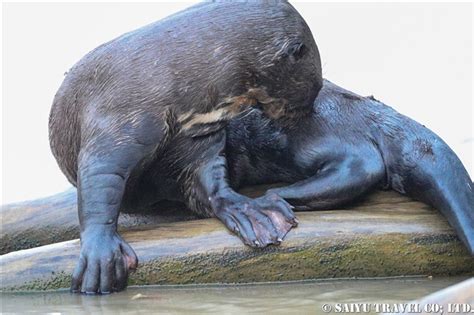 オオカワウソ Giant Otter パンタナール、ブラジル） ワイルドライフ Wildlife ～世界の野生動物観察日記～