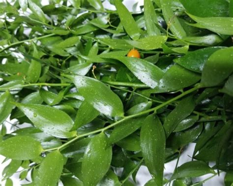 The Evergreen Elegance Of Ruscus Racemosus Dp Flowers