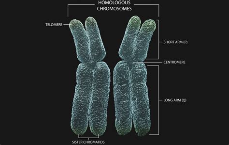 A Genetics Definition Of Homologous Chromosomes