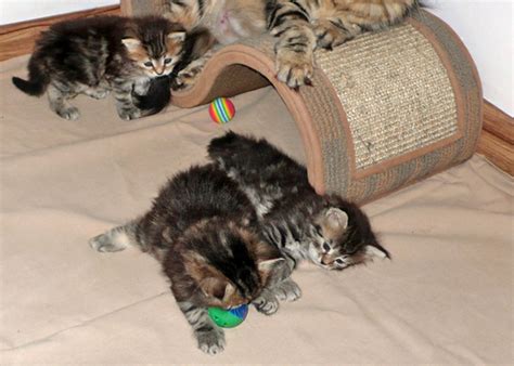 Siberian Cats Photo Gallery — Siberian Beauty Cattery