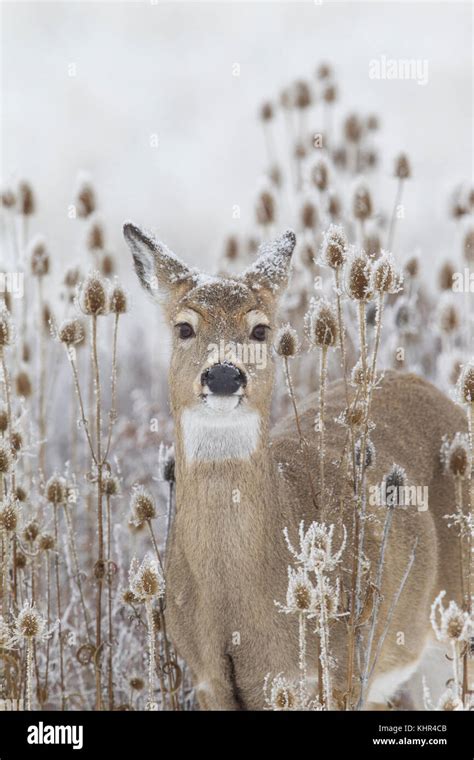 White Tailed Deer Odocoileus Virginianus Doe In Winter Eastern