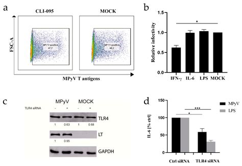 Cancers Free Full Text Tlr4 Mediated Recognition Of Mouse