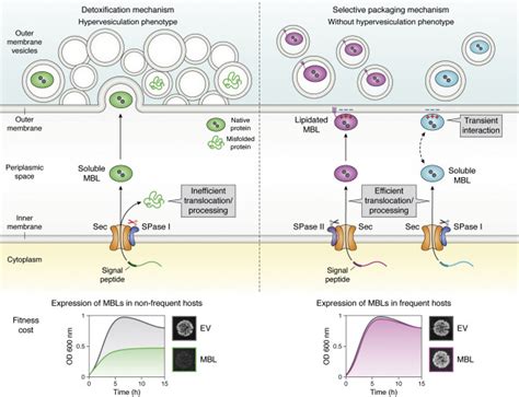 Deciphering the evolution of metallo β lactamases A journey from the