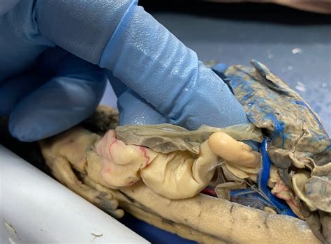 Necturus Digestive Diagram Quizlet