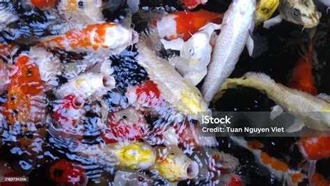 다채로운 잉어 물고기 또는 일본 잉어 잉어가 건강한 연못에서 수영하는 평면도 감금 상태에 대한 스톡 사진 및 기타 이미지 감금 상태 경쟁 금붕어 Istock