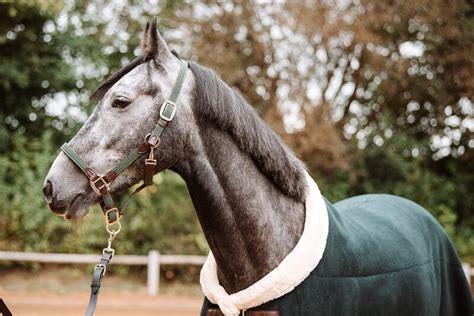 Fellfarben Welche Pferdefarben Gibt Es Fundis Reitsport
