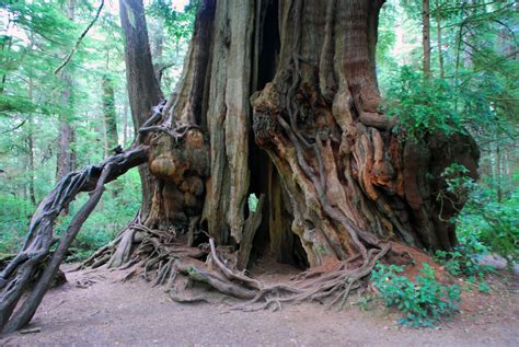 Giant Western Red Cedar