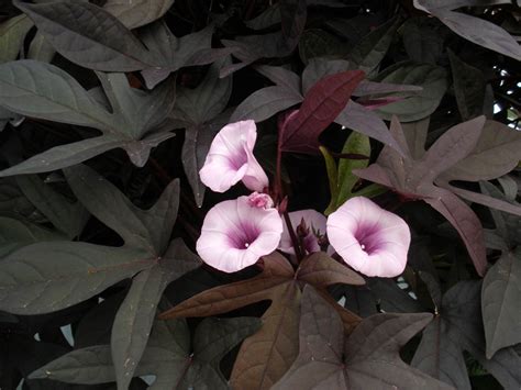 Ipomoea Batatas Convolvulaceae