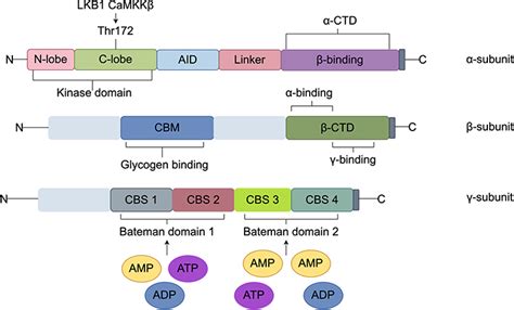 Ampk Signaling Pathway Jir