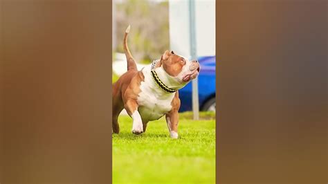 Pitbull Attitude Shortvideo Pitbull Attitude Trending