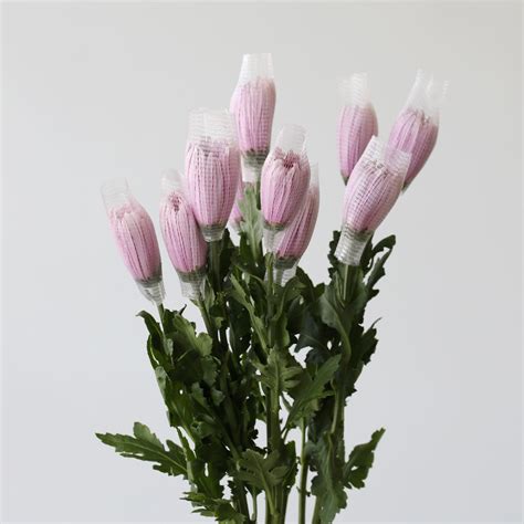 Chrysanthemum Fuji Spider Lavender Bulk Diy Bulk Flowers In Montreal Le Bouquet
