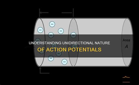 Understanding Unidirectional Nature Of Action Potentials Quartzmountain