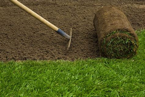 How To Prepare Soil Before Laying Sod 7 Essential Steps Peppers