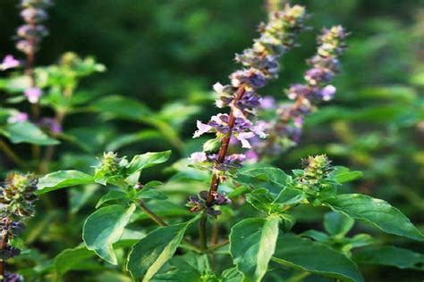 Tulsi Plant Vastu Tips শুকনো তুলসী গাছ বাড়িতে রাখেন এই সব ভুল