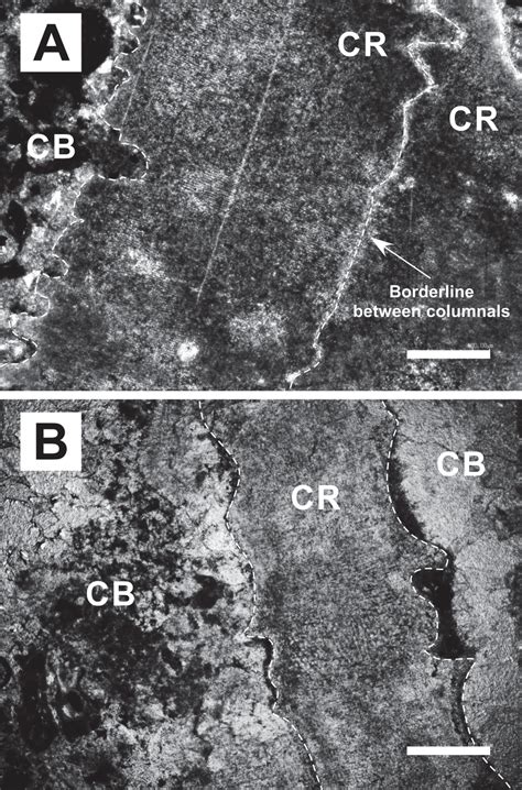 The Thin Sections Of The Fossil Crinoid Under The Observation Of A Download Scientific Diagram
