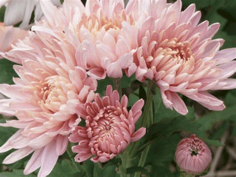 Picture Of Mums Flowers Best Flower Site
