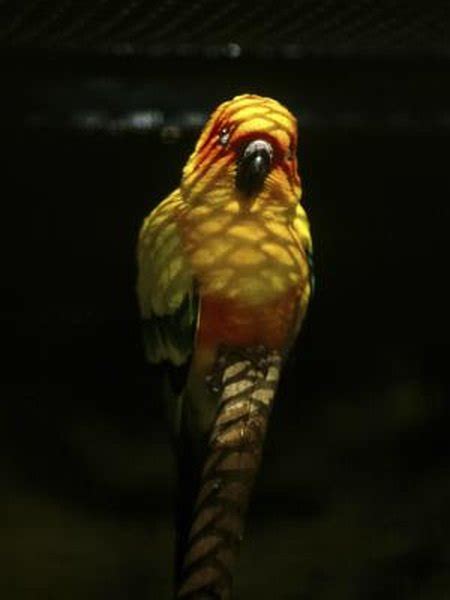 Aspergillosis In Parrots Pets