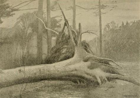 Fallen Log Drawing