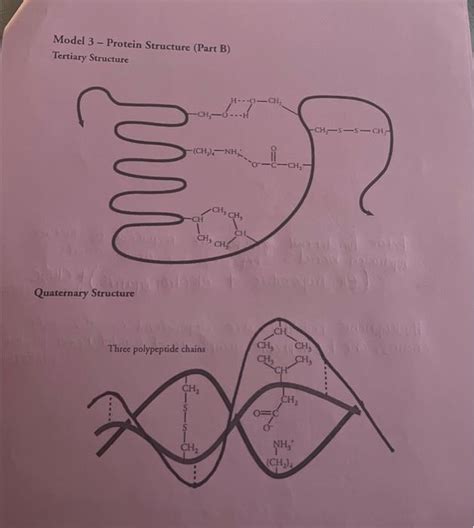 Solved Model Protein Structure Part B Tertiary Chegg Com