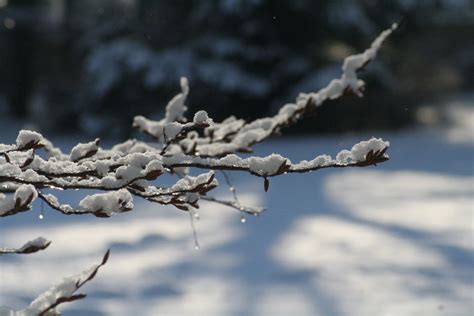 Wintry Frost Plant 2k Cold Frozen Animals In The Wild Day Snow