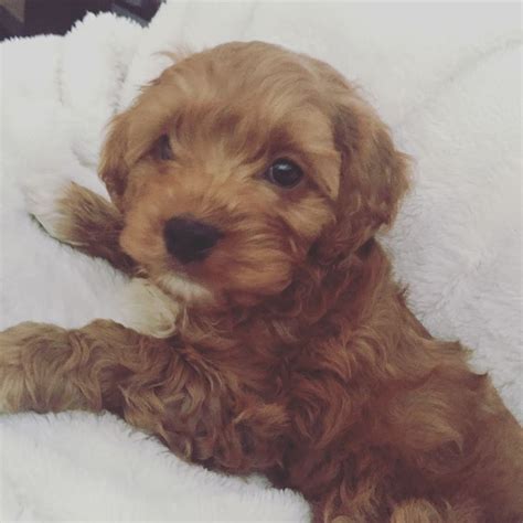 Cachorro Cockapoo Rojo Red Cockapoo