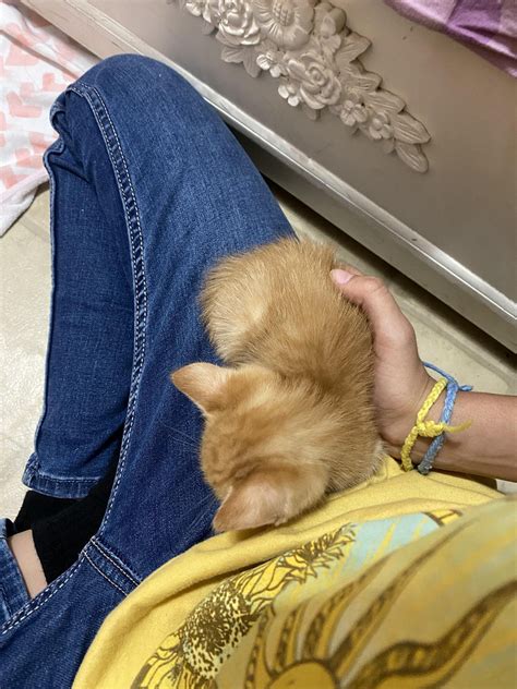 Help R Catpics
