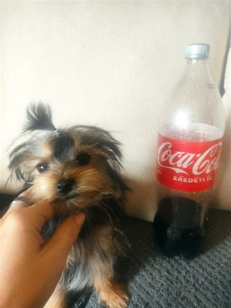 Yorkshire Terijerjorkširski Terijer Mini