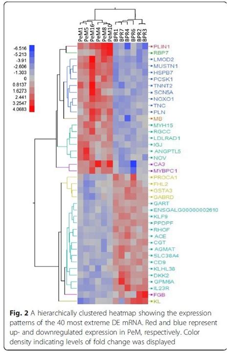 Solved Single Legend For Hierarchical Clustering Heat Map Jmp User