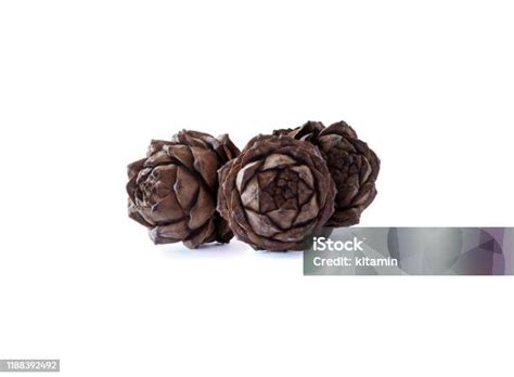 소나무 견과류와 흰색 배경에 잘 익은 소나무 콘 흰색 배경에 고립 된 잘 익은 소나무 콘 소나무 원추는 텍스트의 공간을 복사합니다 가문비나무에 대한 스톡 사진 및 기타